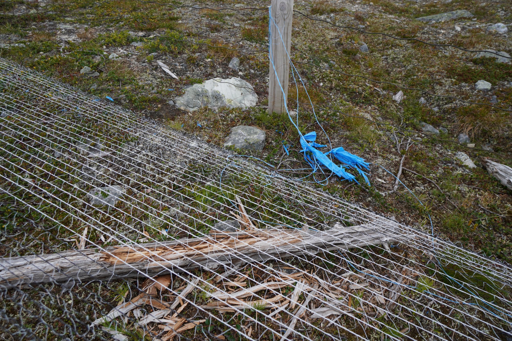 På vandring langs et reingjerde – Veidemannsblod